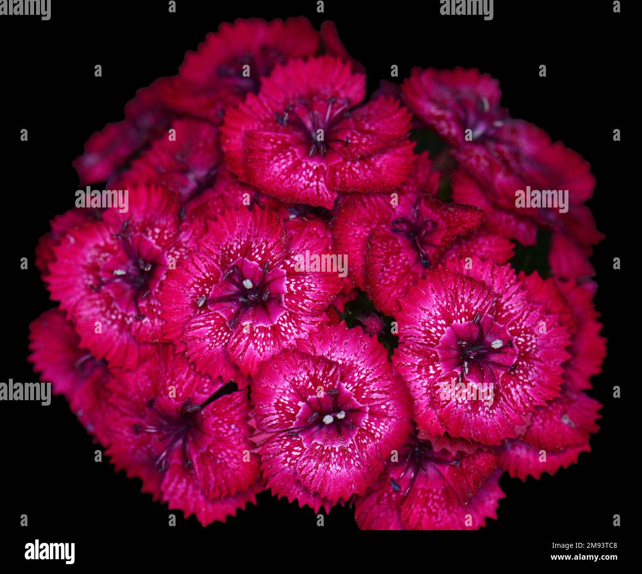 Dianthus barbatus, sweet william, flower Stock Photo - Alamy