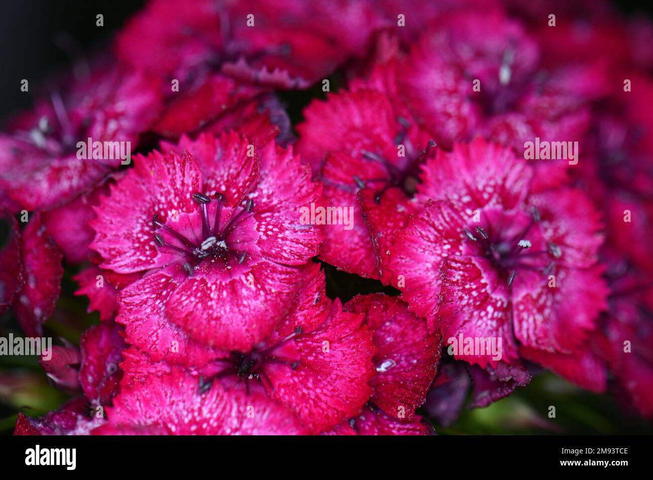 Dianthus barbatus, sweet william, flower Stock Photo - Alamy