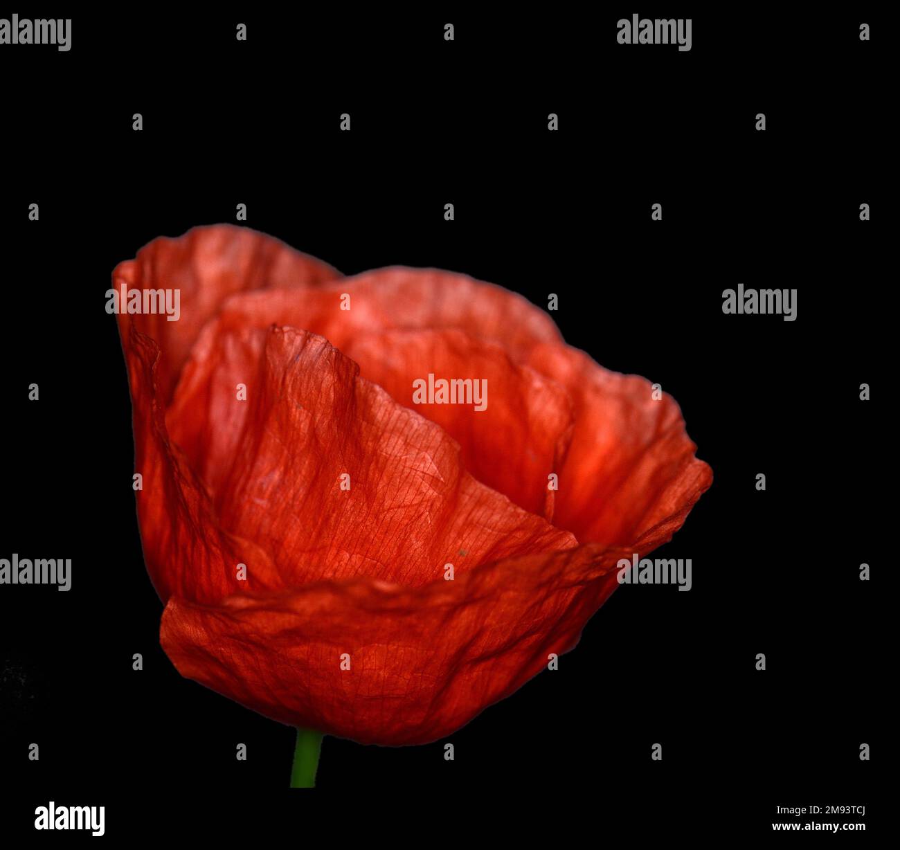 red poppy flower.beautiful single flower head. red ranunculus isolated ...