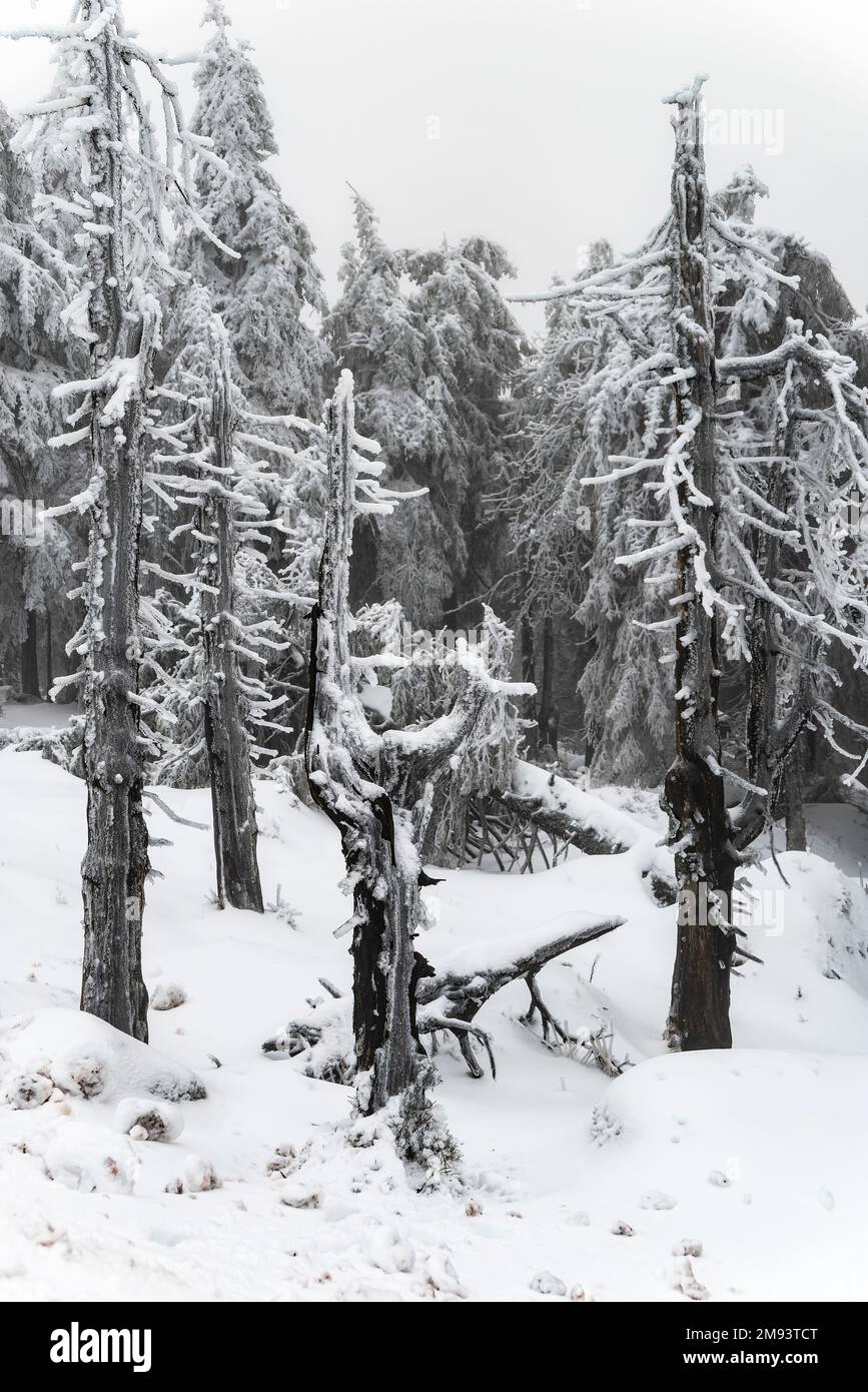 Dead coniferous trees covered in ice and snow on an overcast winter day ...