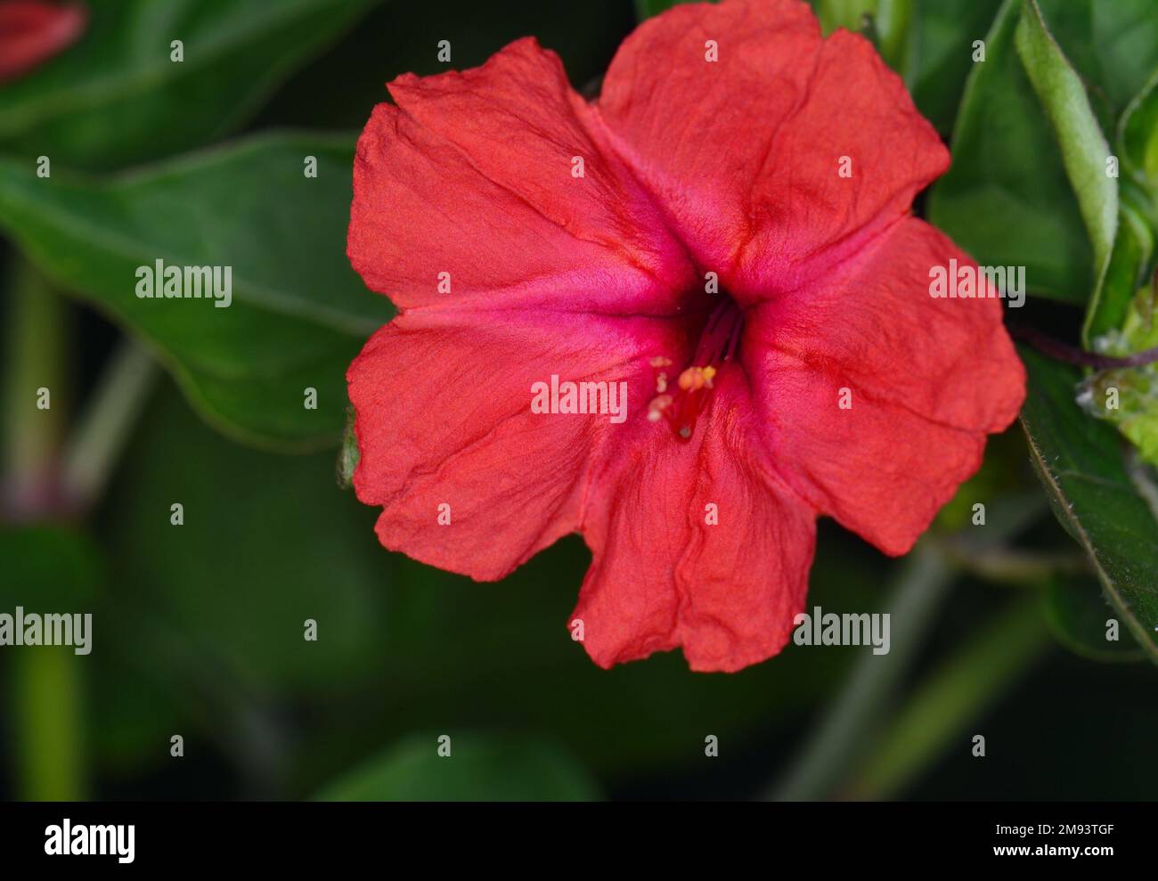 Red Mirabilis Jalapa flower, also known as Marvel of Peru or Four O ...