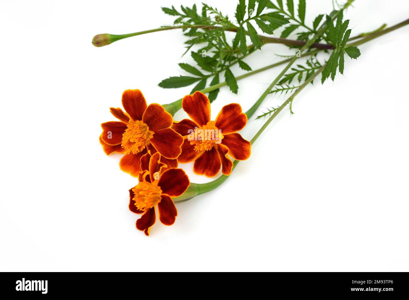 closeup of fresh marigold flower isolated on white Stock Photo - Alamy