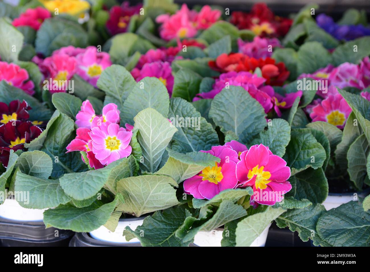 Colorful bright primrose flowers floral background. Primula vulgaris ...