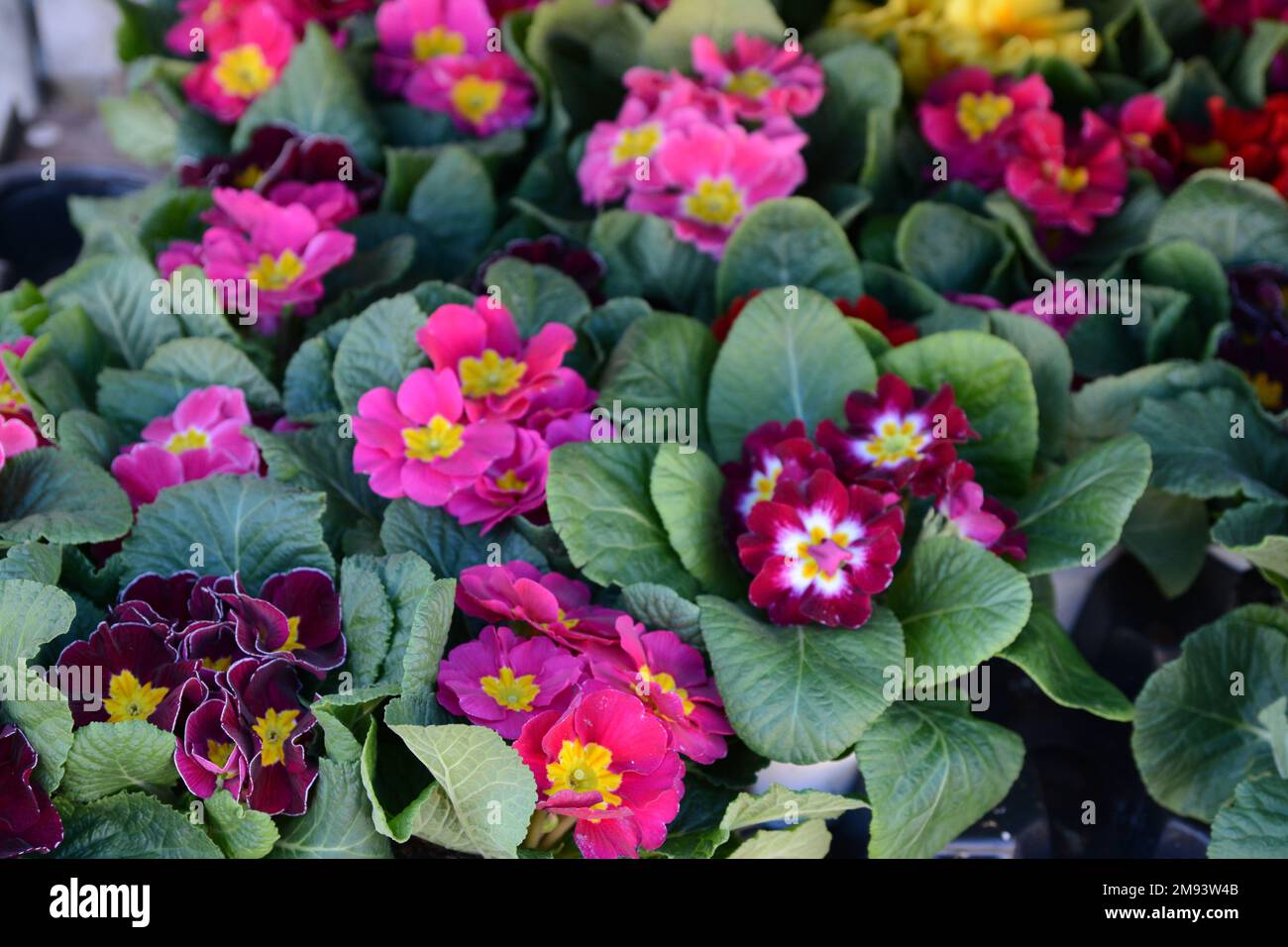 Colorful bright primrose flowers floral background. Primula vulgaris ...