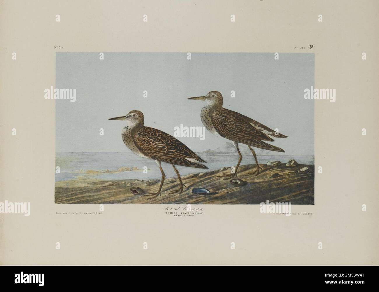 Red-backed Sandpiper and Pectoral Sandpiper John James Audubon ...