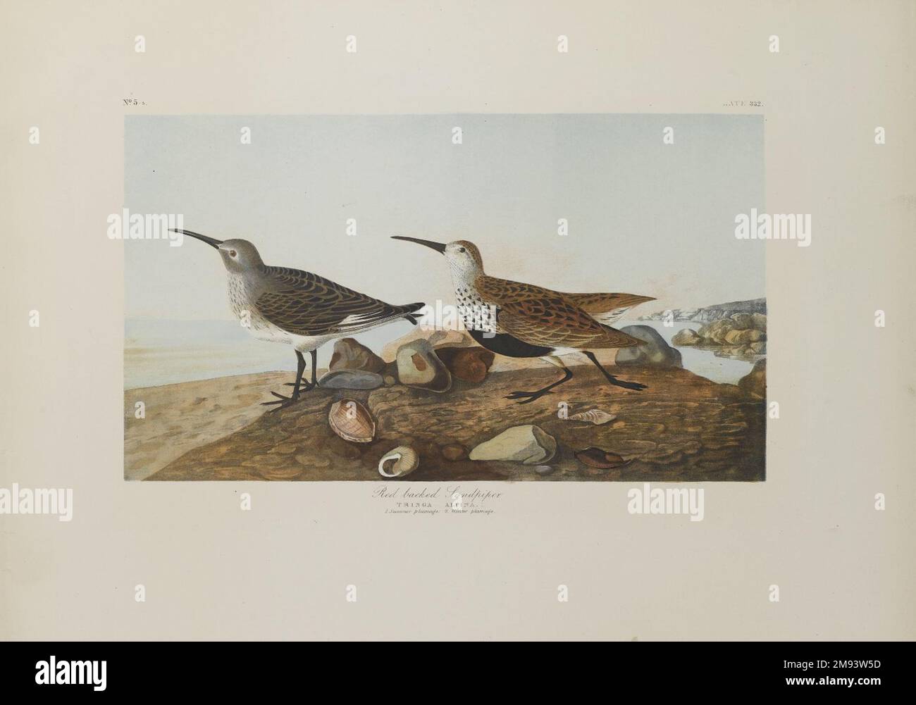 Red-backed Sandpiper and Pectoral Sandpiper John James Audubon ...