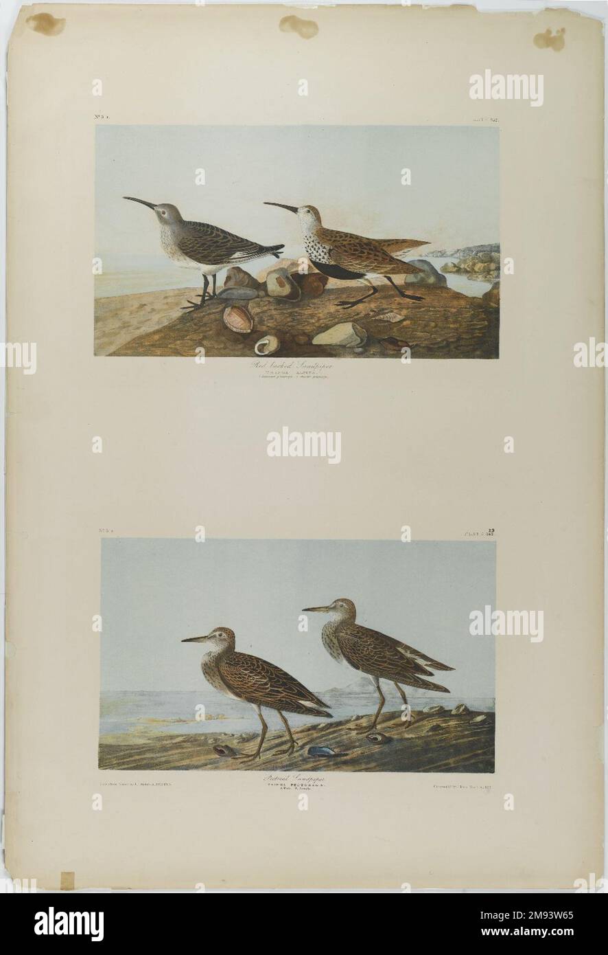Red-backed Sandpiper and Pectoral Sandpiper John James Audubon ...