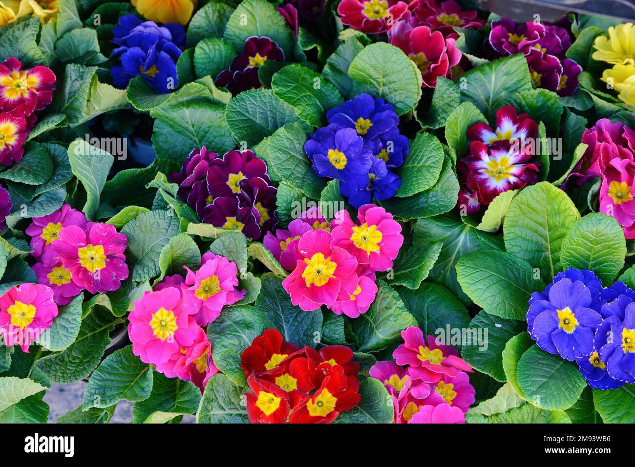Colorful bright primrose flowers floral background. Primula vulgaris ...