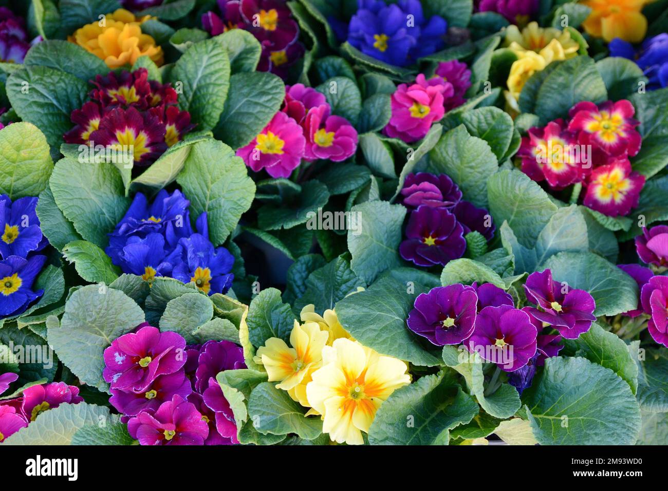 Colorful bright primrose flowers floral background. Primula vulgaris ...