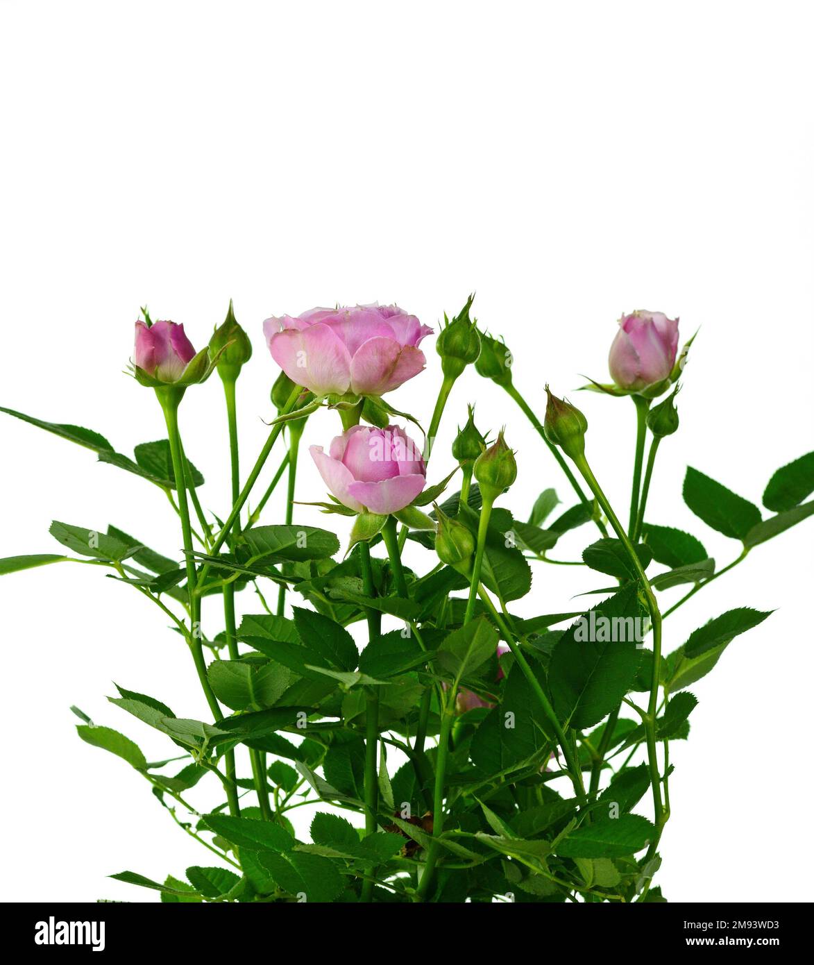 Beautiful little pink roses isolated on a white background Stock Photo ...