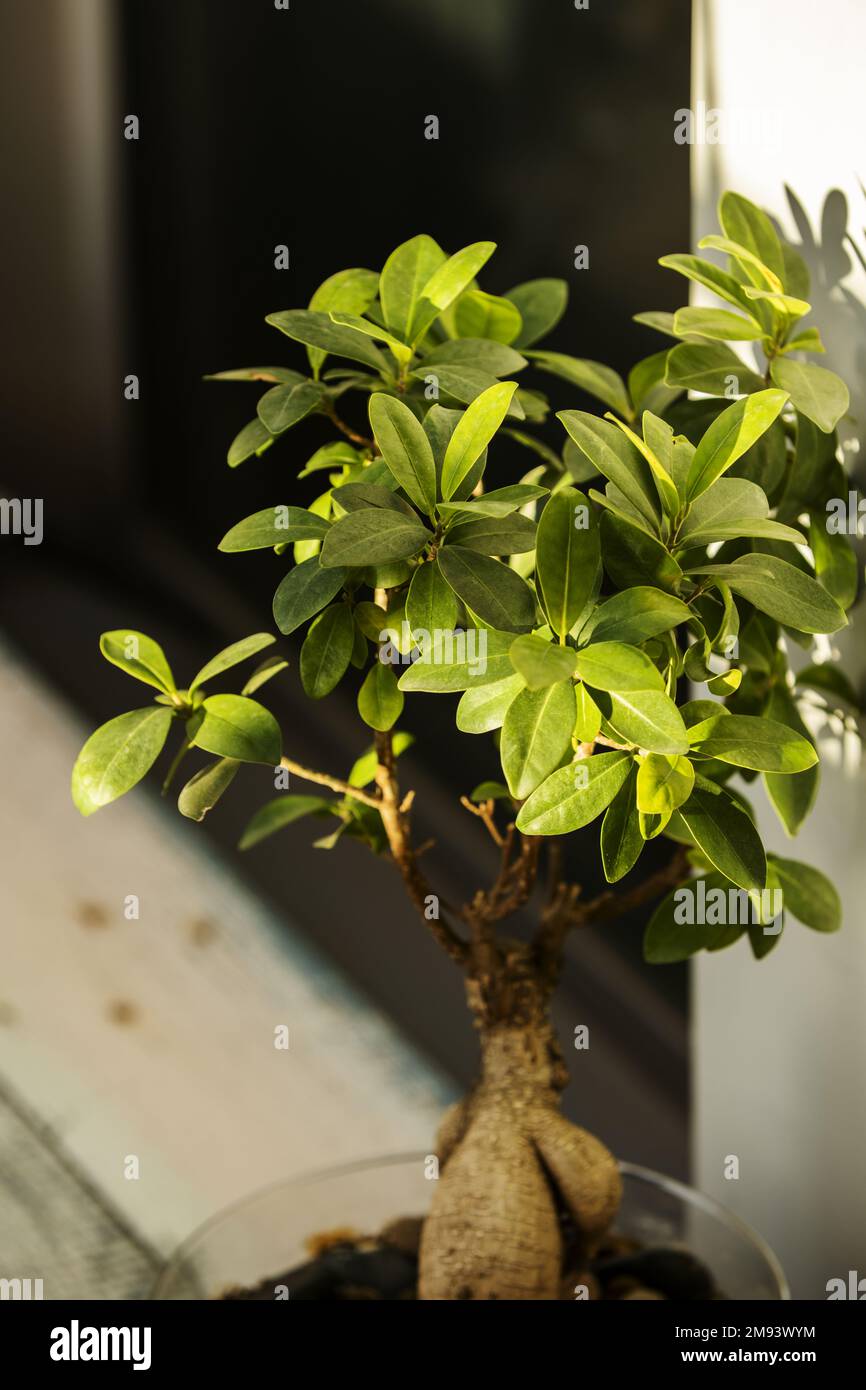 A ficus benjamina plant on an urban terrace receiving some warm rays of ...