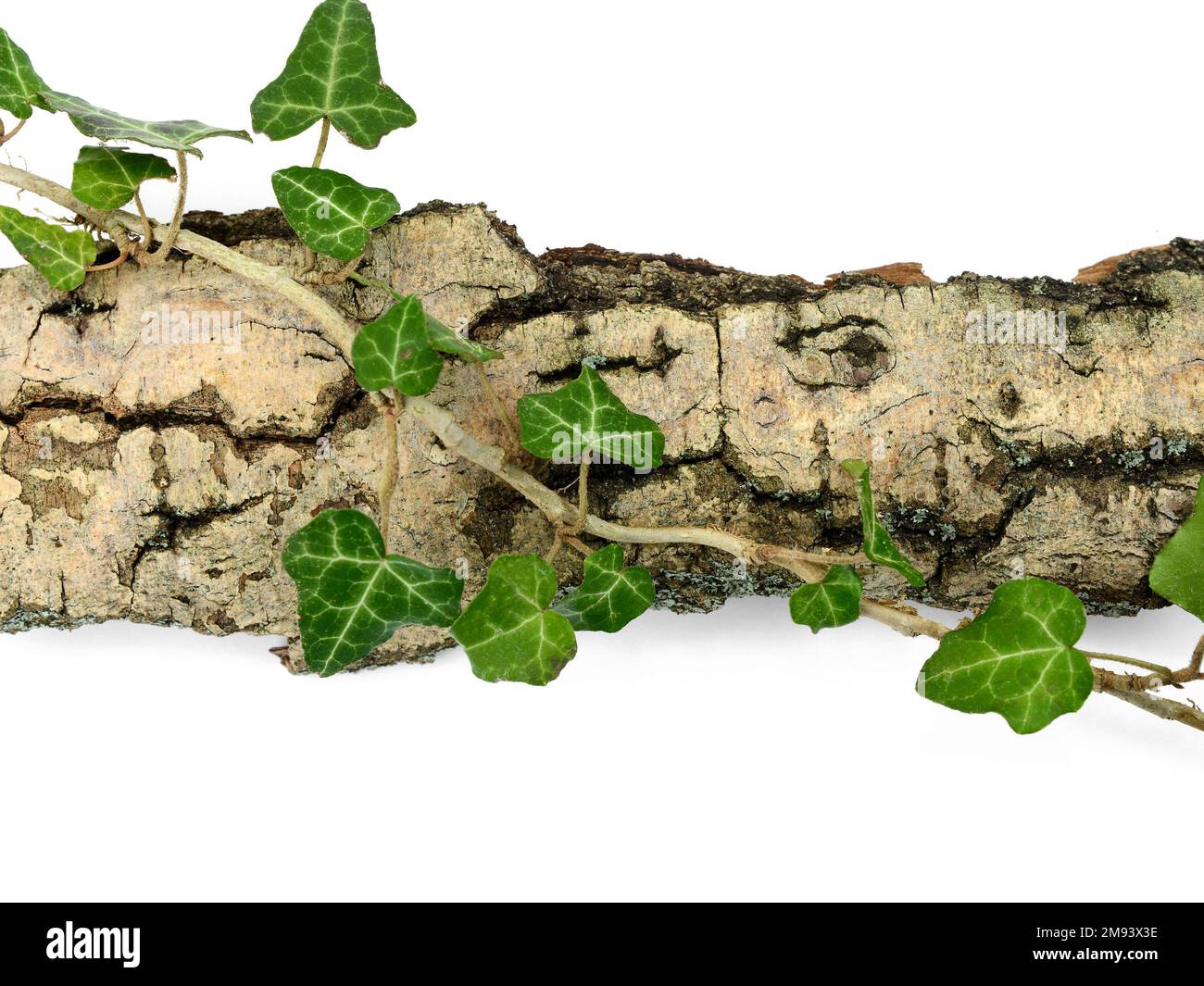 Tree bark isolated on a white background. piece of bark Stock Photo - Alamy