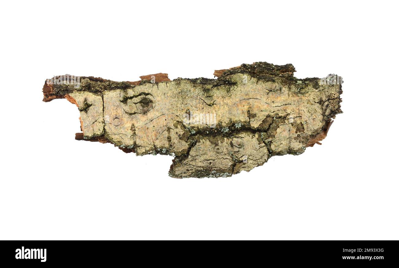 Tree bark isolated on a white background. piece of bark Stock Photo - Alamy