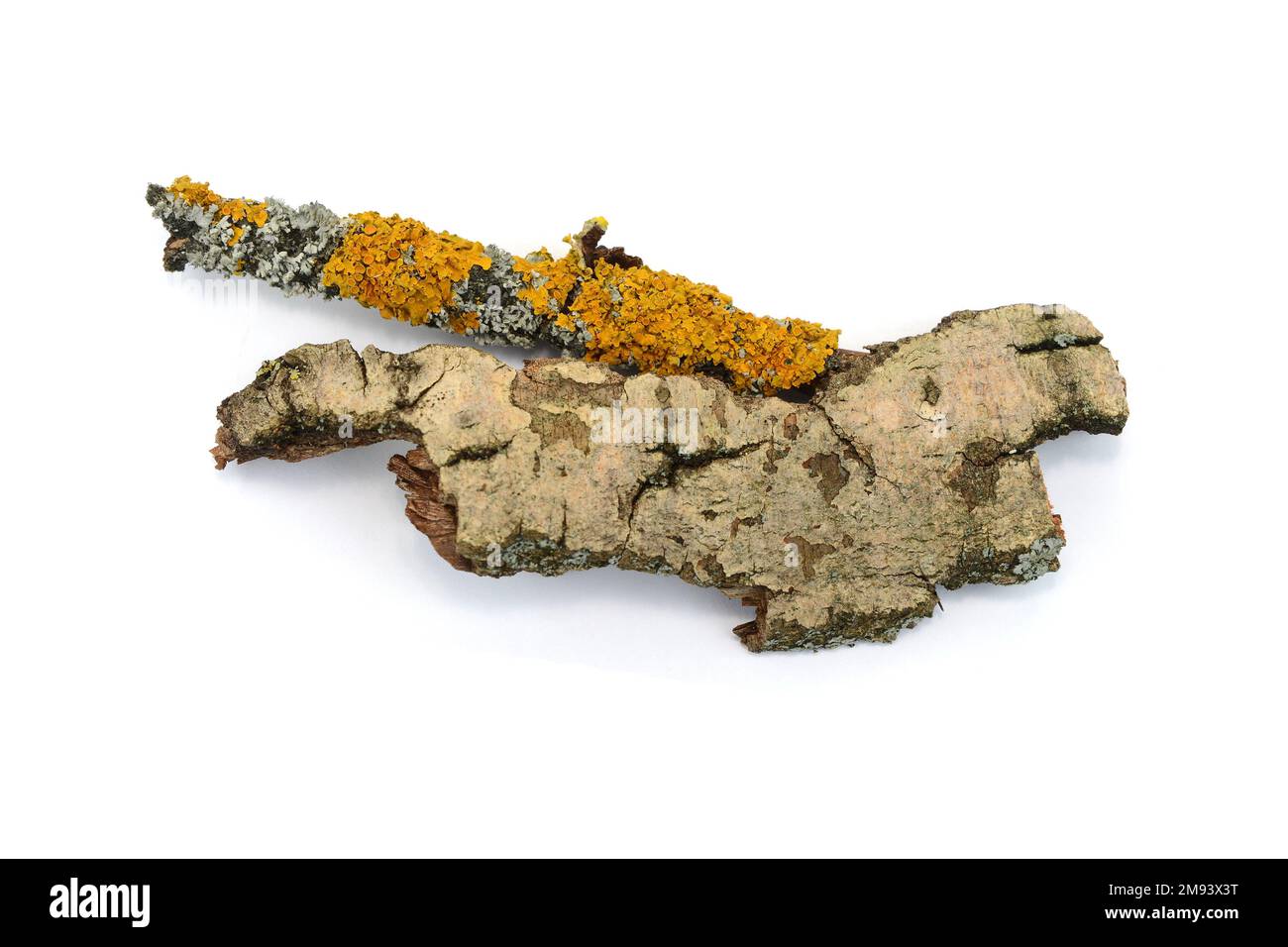 Tree bark isolated on a white background. piece of bark Stock Photo - Alamy