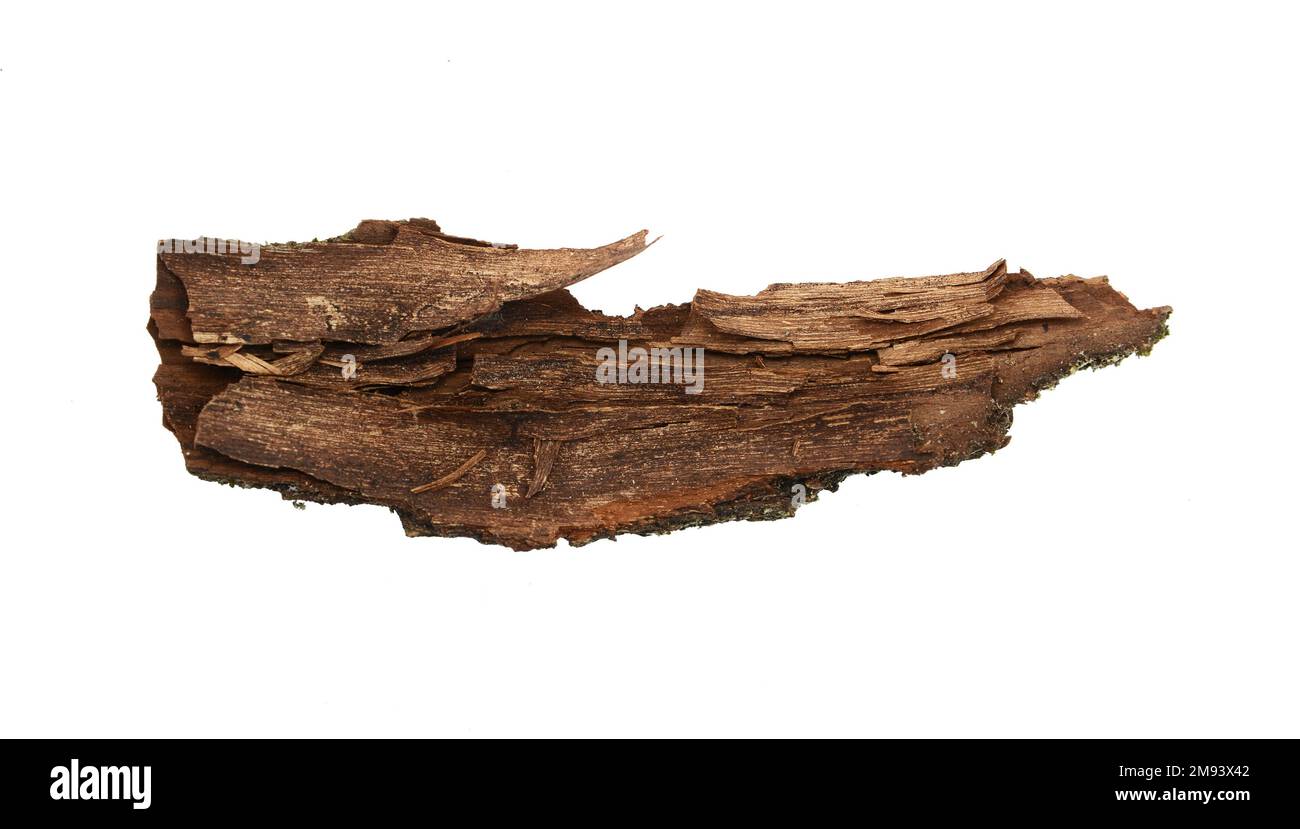 Tree bark isolated on a white background. piece of bark inside Stock ...