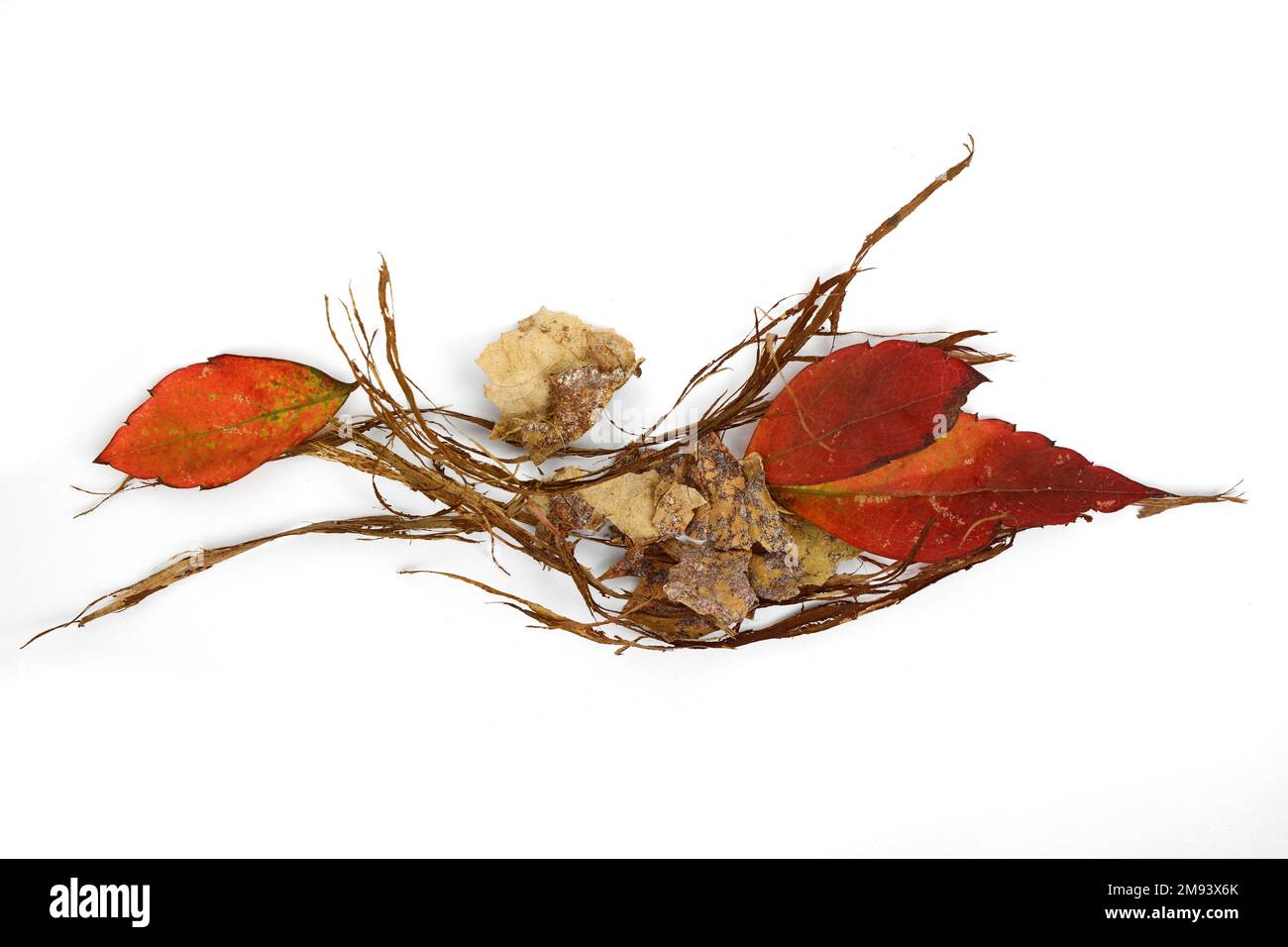 autumn elements concept. autumn elements isolated, branches leaves ...