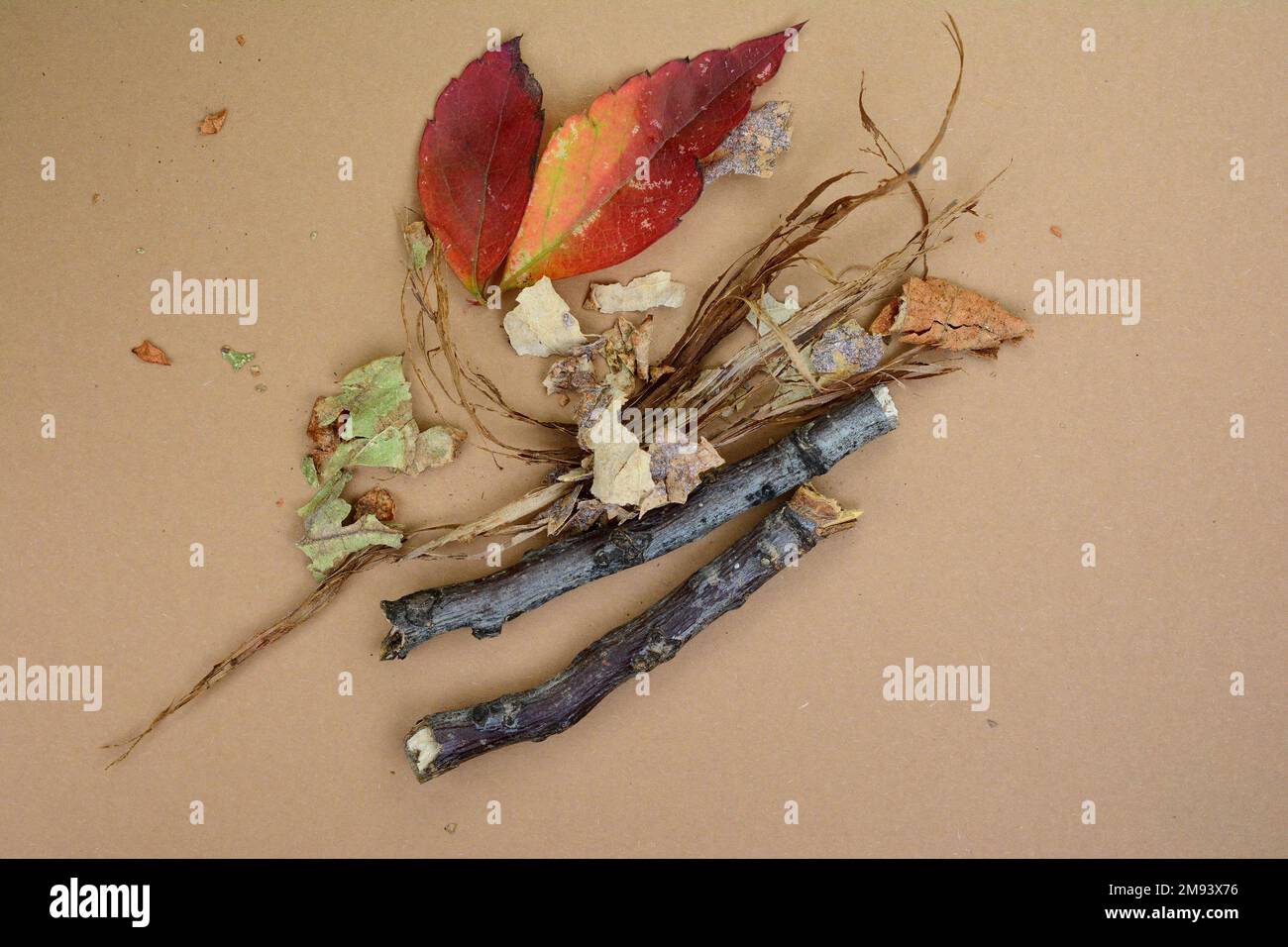 autumn elements concept. autumn elements isolated, branches leaves ...