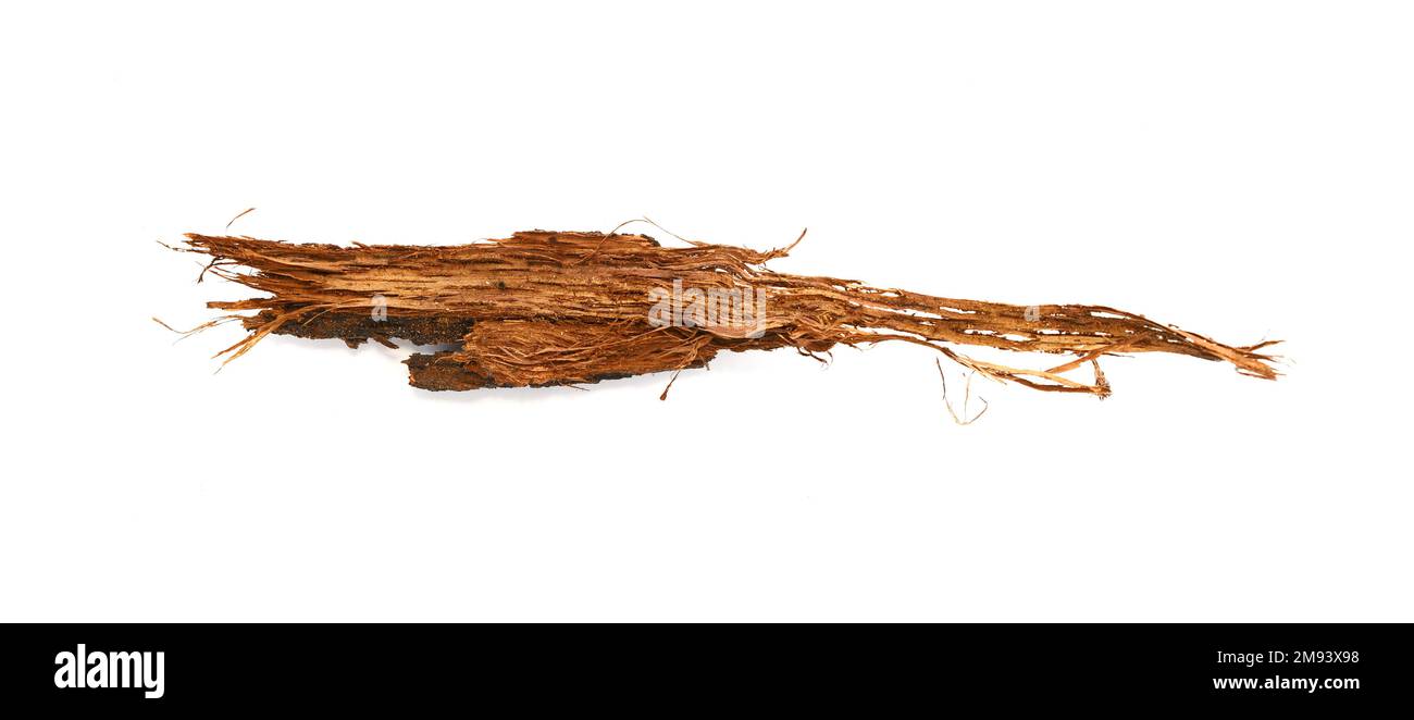 Tree bark isolated on a white background. piece of bark inside Stock ...