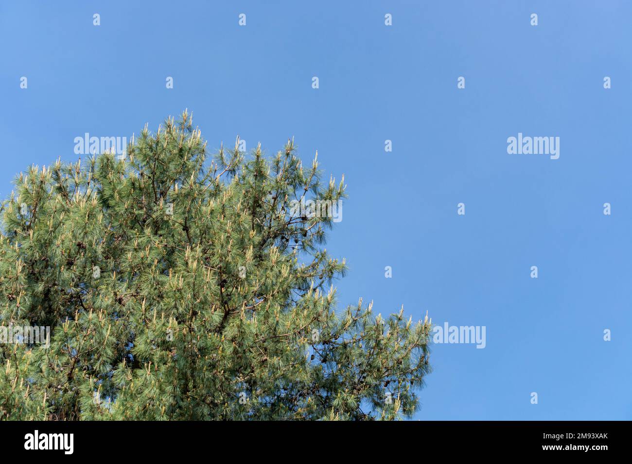 Tree canopy with blue sky in the background. Graphic resources Stock ...