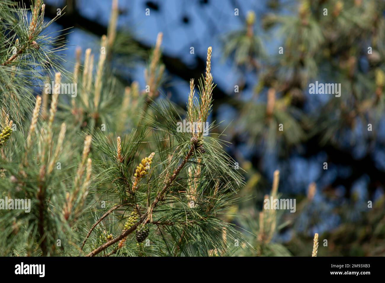 Canopy of Pinus montezumae (Montezuma Pine Tree) outdoors, with copy ...