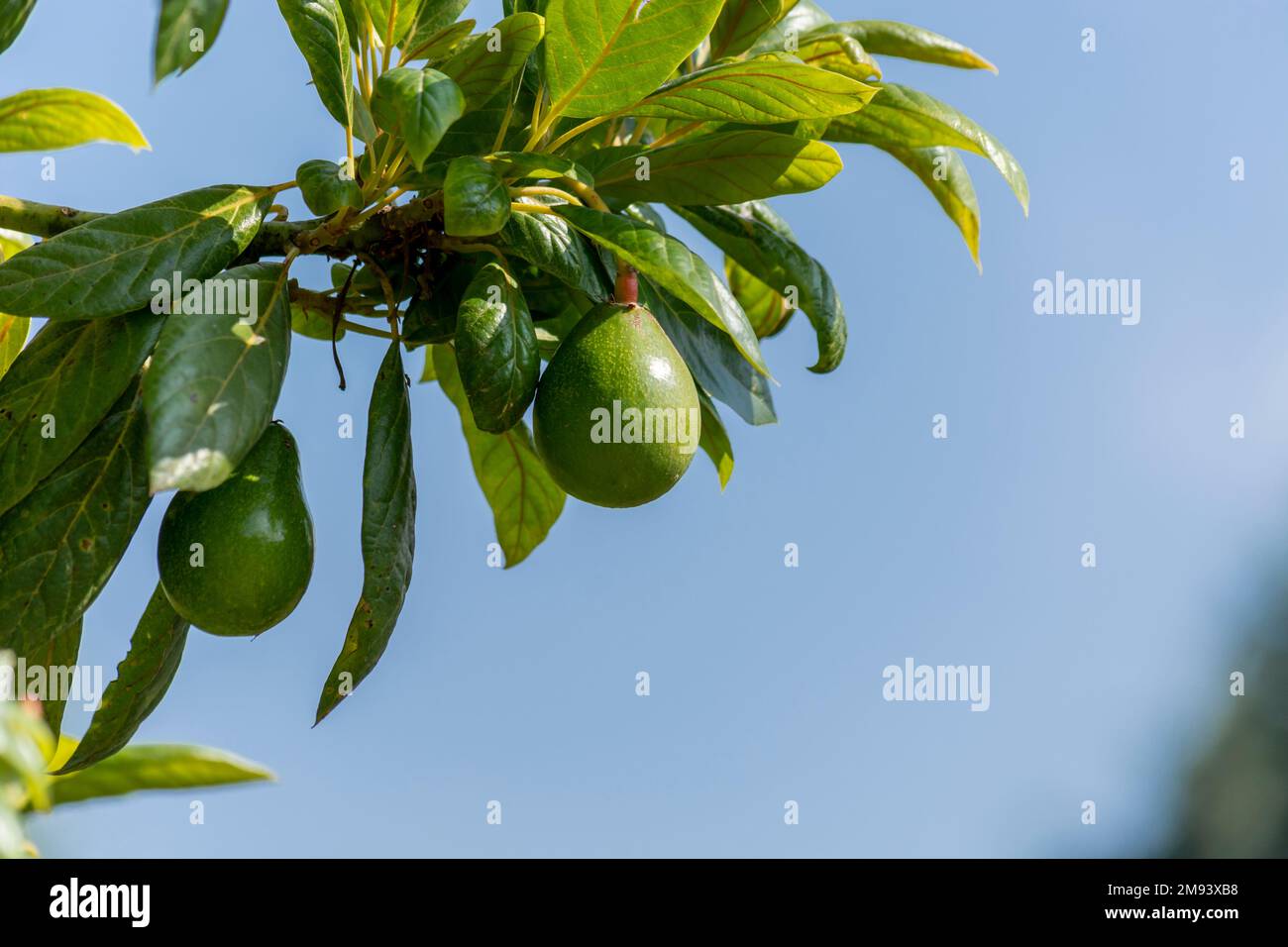 Green hass avocados growing on the branches of a tree outdoors Stock ...