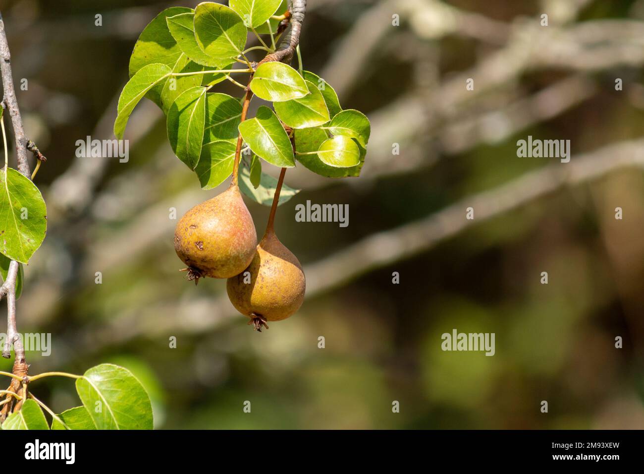 Pear tree detail branch hi-res stock photography and images - Alamy