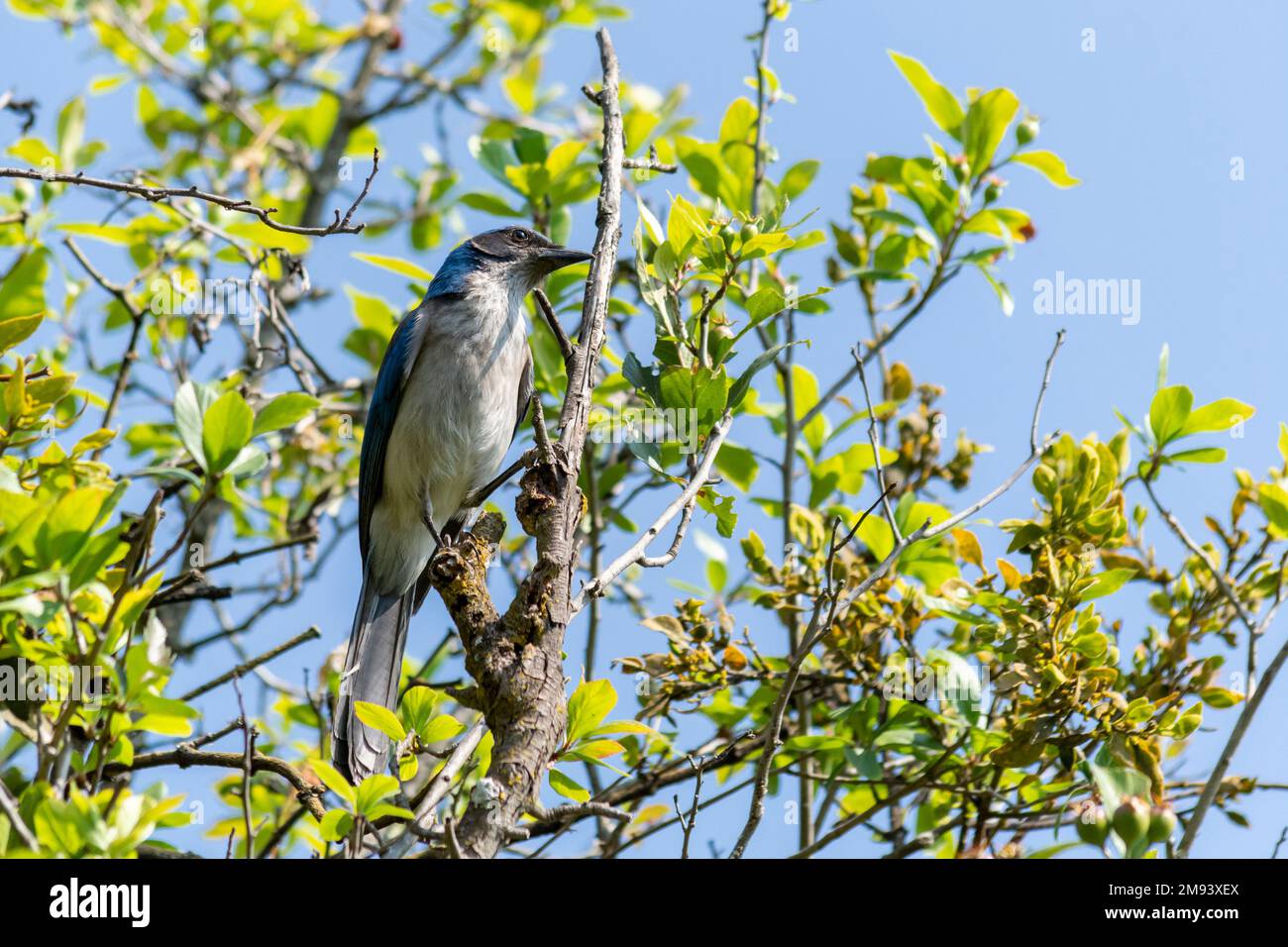 Ave de plumaje azul de la especie Aphelocoma califórnica, posando en un ...