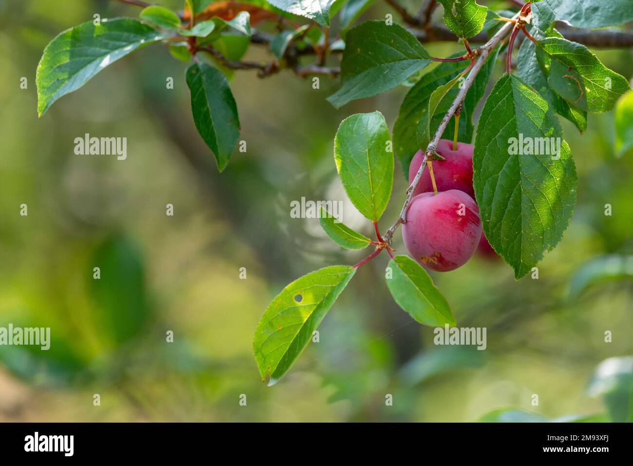 Red plum hanging from a tree branch outdoors Stock Photo - Alamy