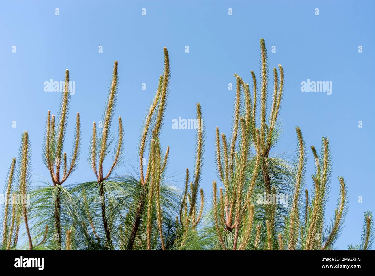 Canopy of Pinus montezumae (Montezuma Pine Tree) outdoors, with copy ...