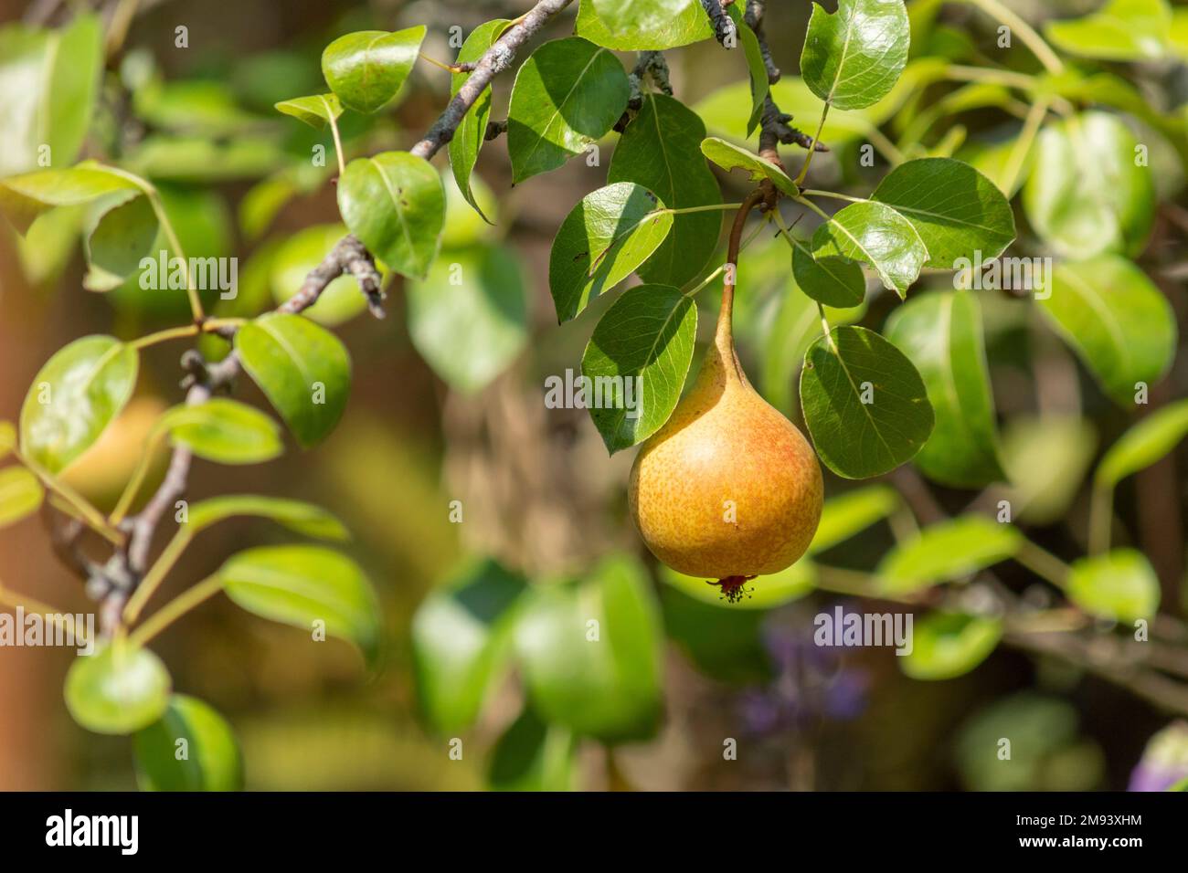 Pear hanging from a tree branch, outdoors with copy space Stock Photo ...