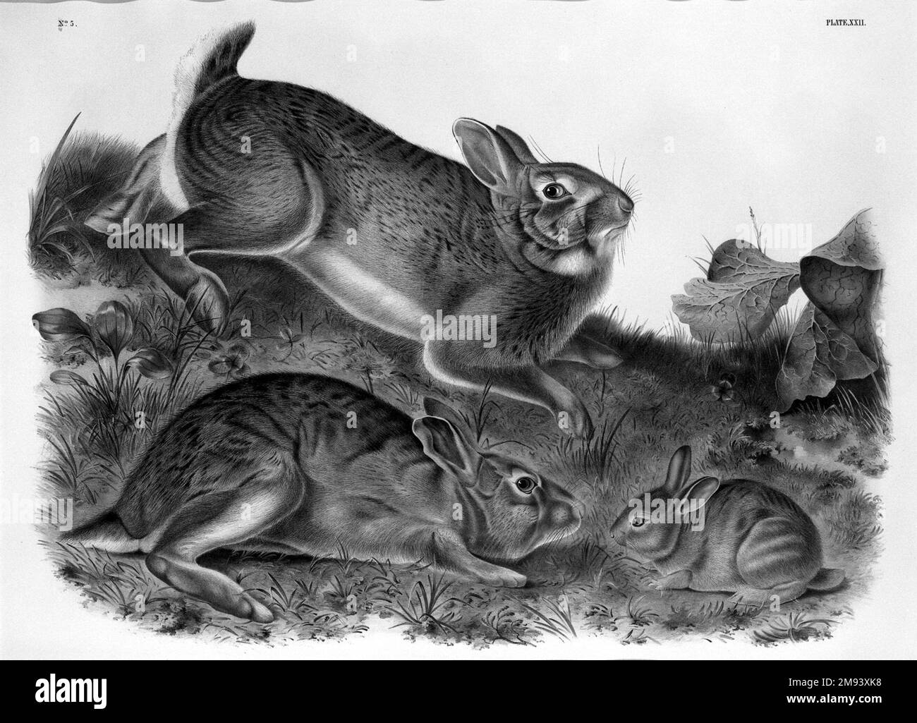 Lithograph illustration rabbit Black and White Stock Photos & Images ...