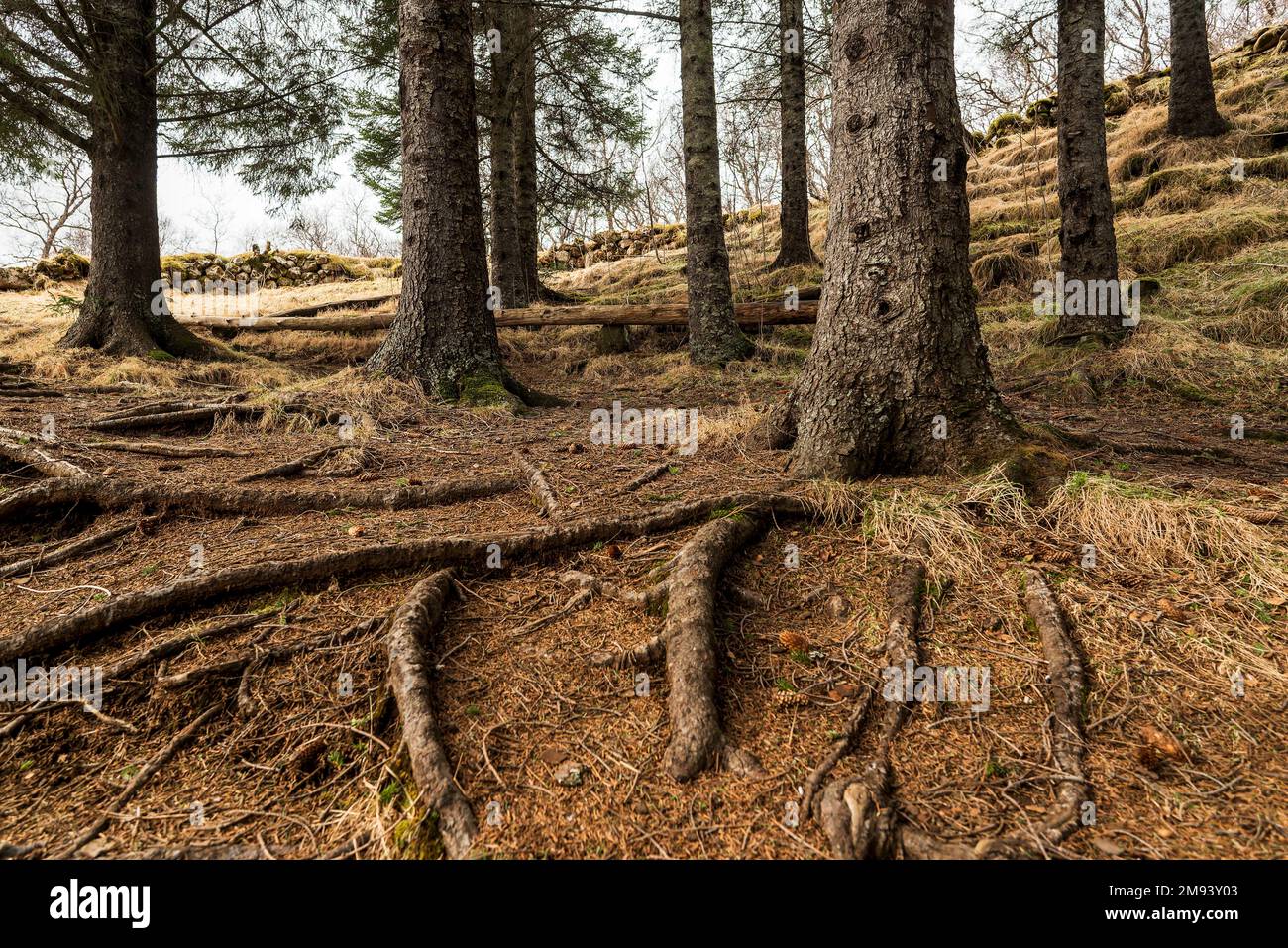 A calm small grove at Lambhagi pastures, Skaftafell nature preserve ...