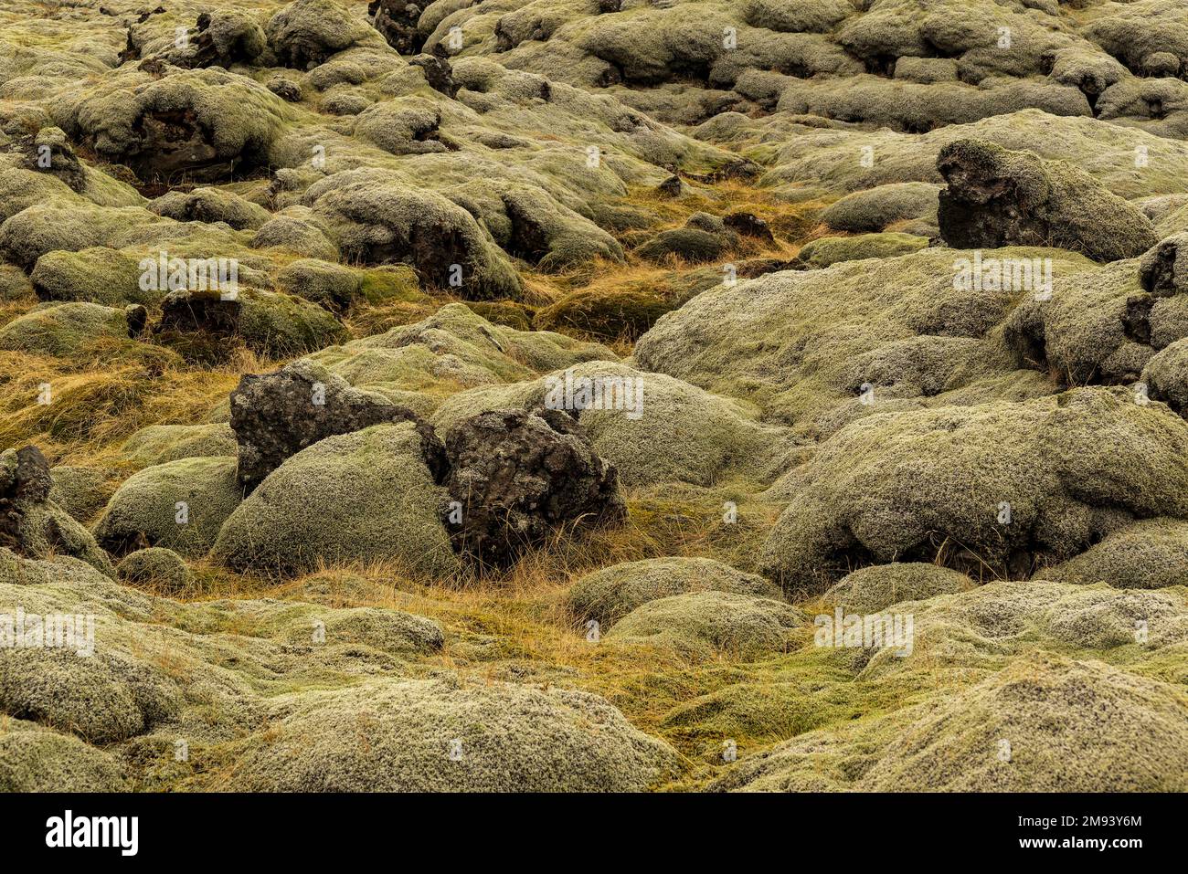Icelandic moss background texture, full frame close-up of moss-covered ...