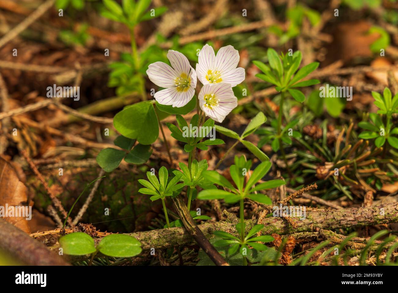 Wood sorrel (Oxalis acetosella) with its trifoliate clover-like leaves ...