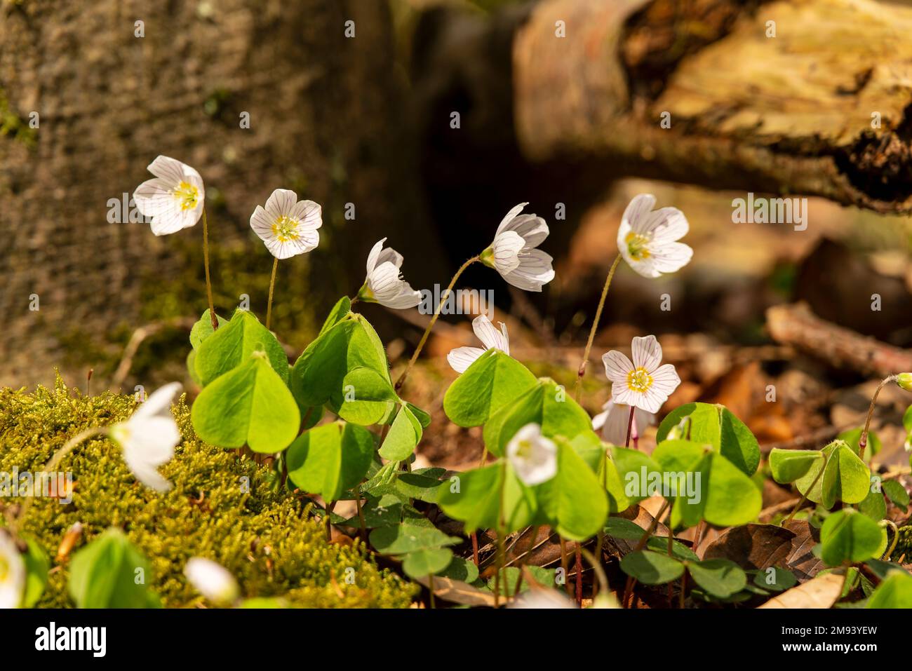 Blooming wood sorrel (Oxalis acetosella) in a forest Stock Photo - Alamy