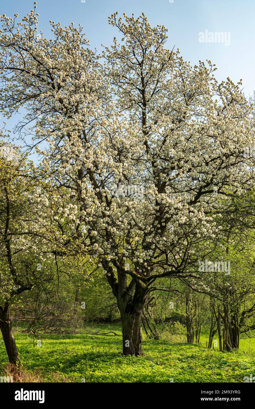 Huge old cherry tree in full bloom during springtime, standing in an ...