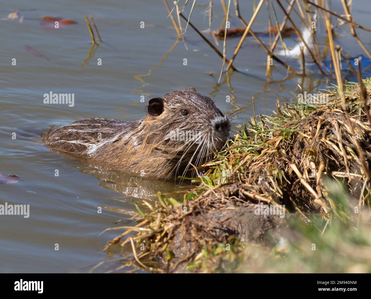 The nutria (Myocastor coypus) swimming in the lake at Resoft park ...