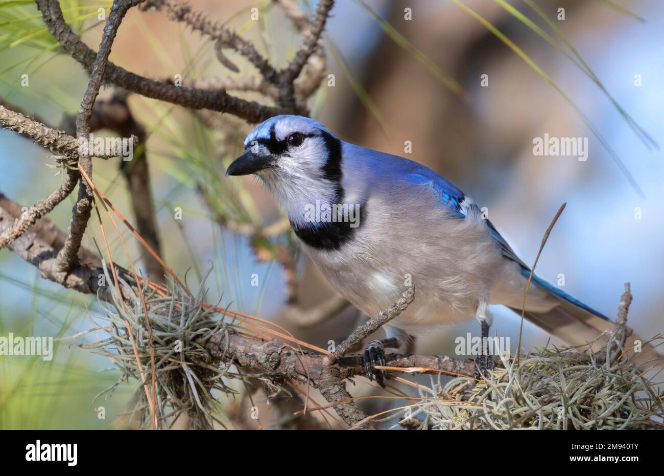 Male blue jay hi-res stock photography and images - Alamy