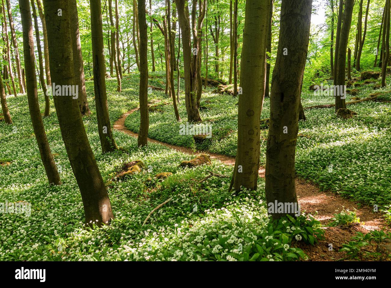 Beautiful spring forest scene showing a hiking path lined by flowering ...