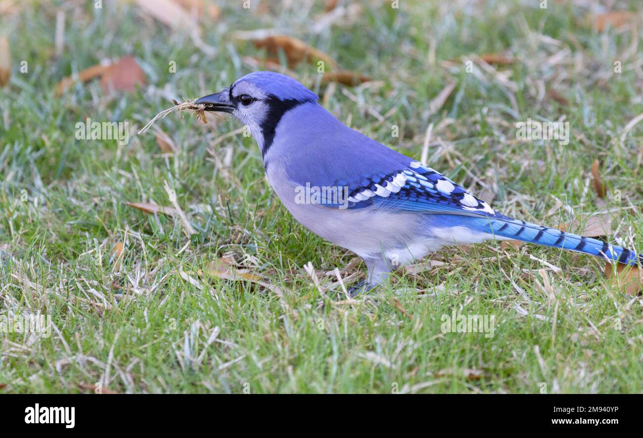 Blue jay (Cyanocitta cristata), Houston, Texas Stock Photo - Alamy