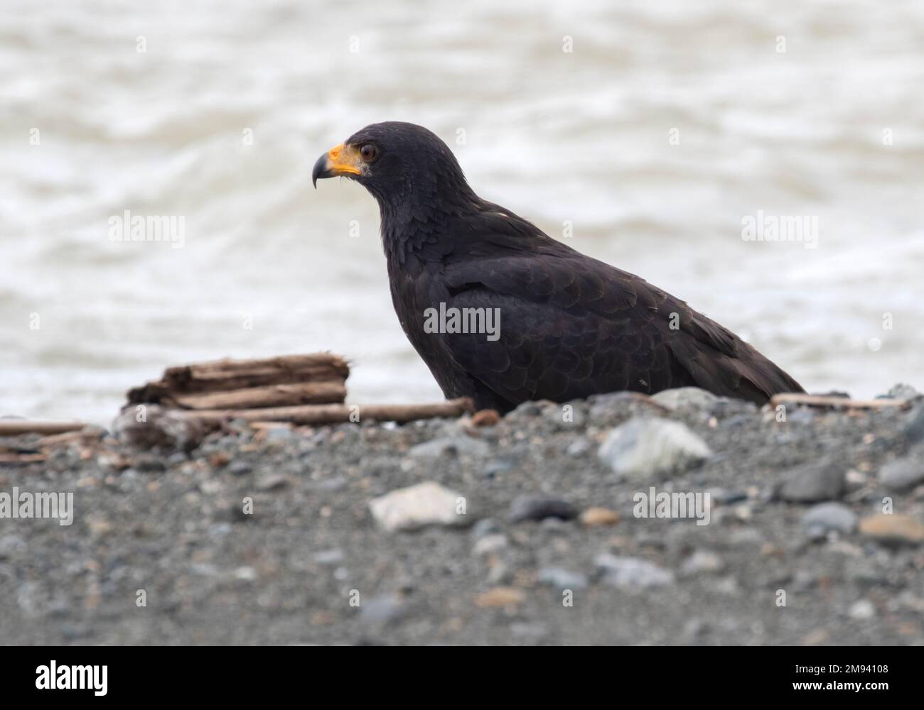 The mangrove Black-hawk (Buteogallus subtilis) fishing on the beach ...