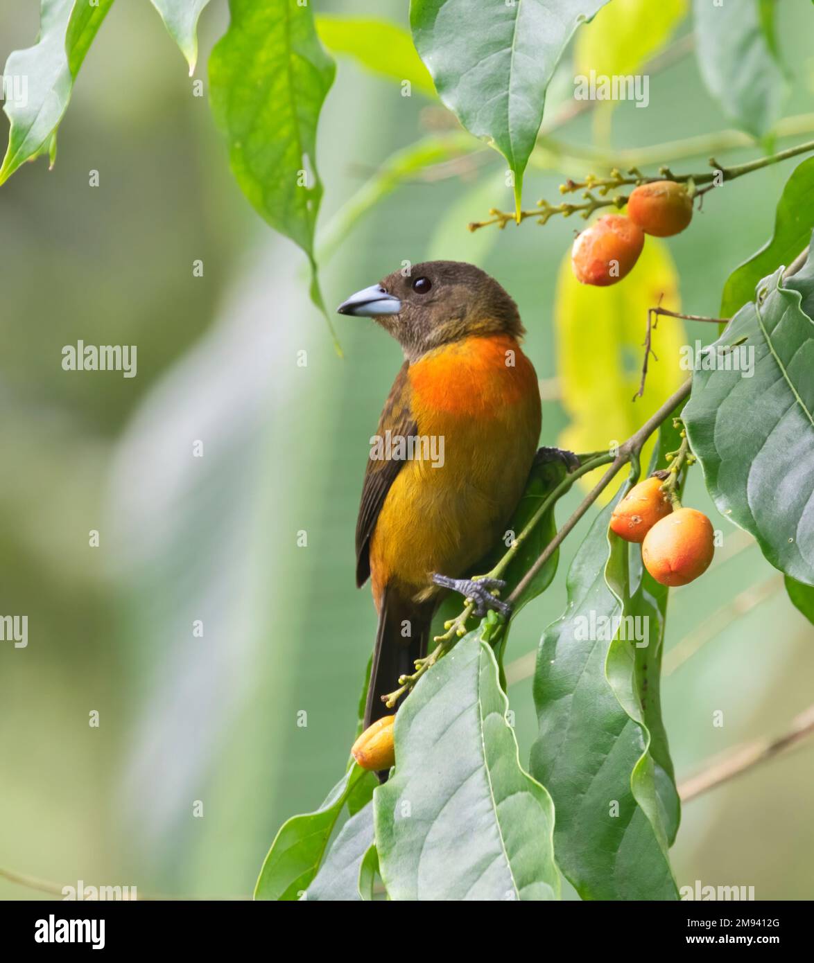 Cherrie's tanager (Ramphocelus passerinii costaricensis) eating the ...