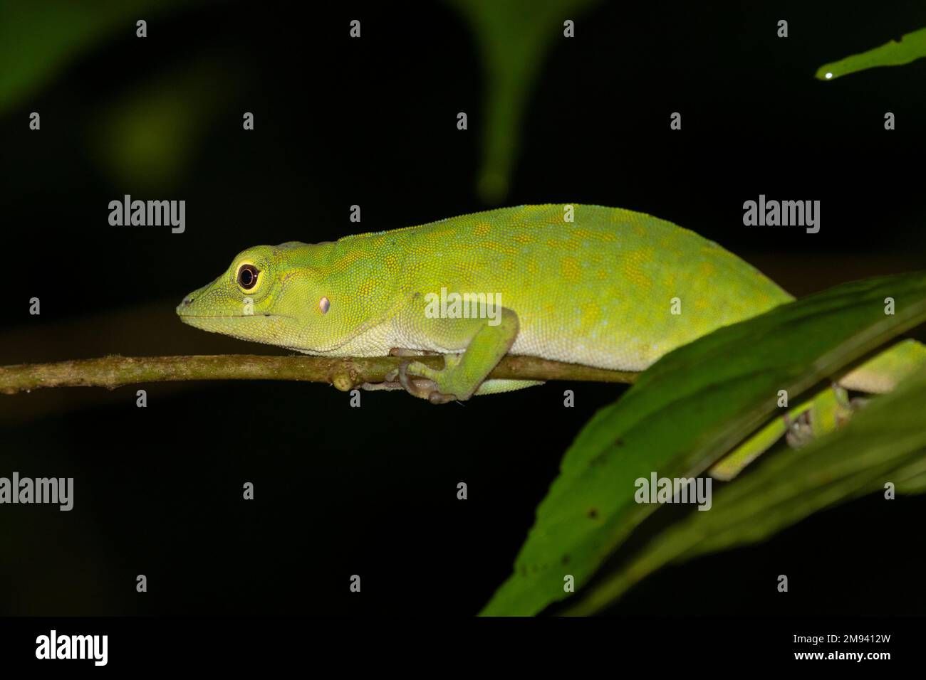 The Neotropical green anole (Anolis biporcatus), native to Costa Rica ...