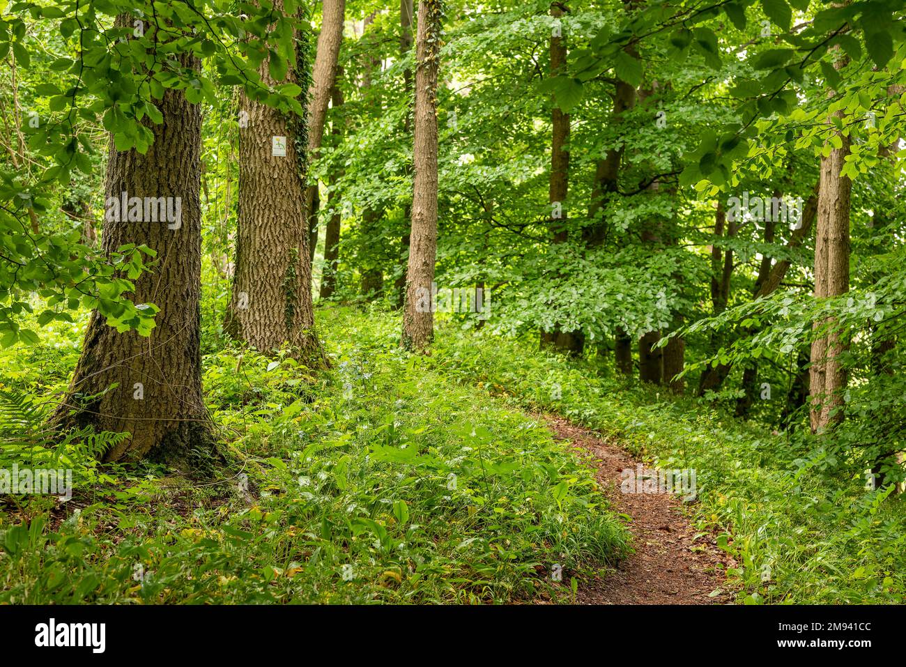 Hiking path through a lush green deciduous forest on the Ith ridge ...