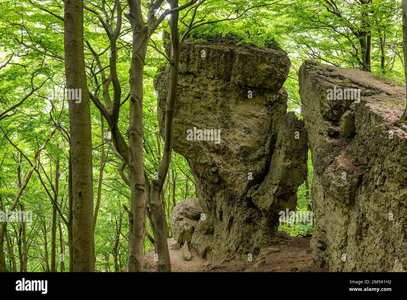 Bizarre limestone rock formation on the Ith ridge, surrounded by a green beech forest, along the ...