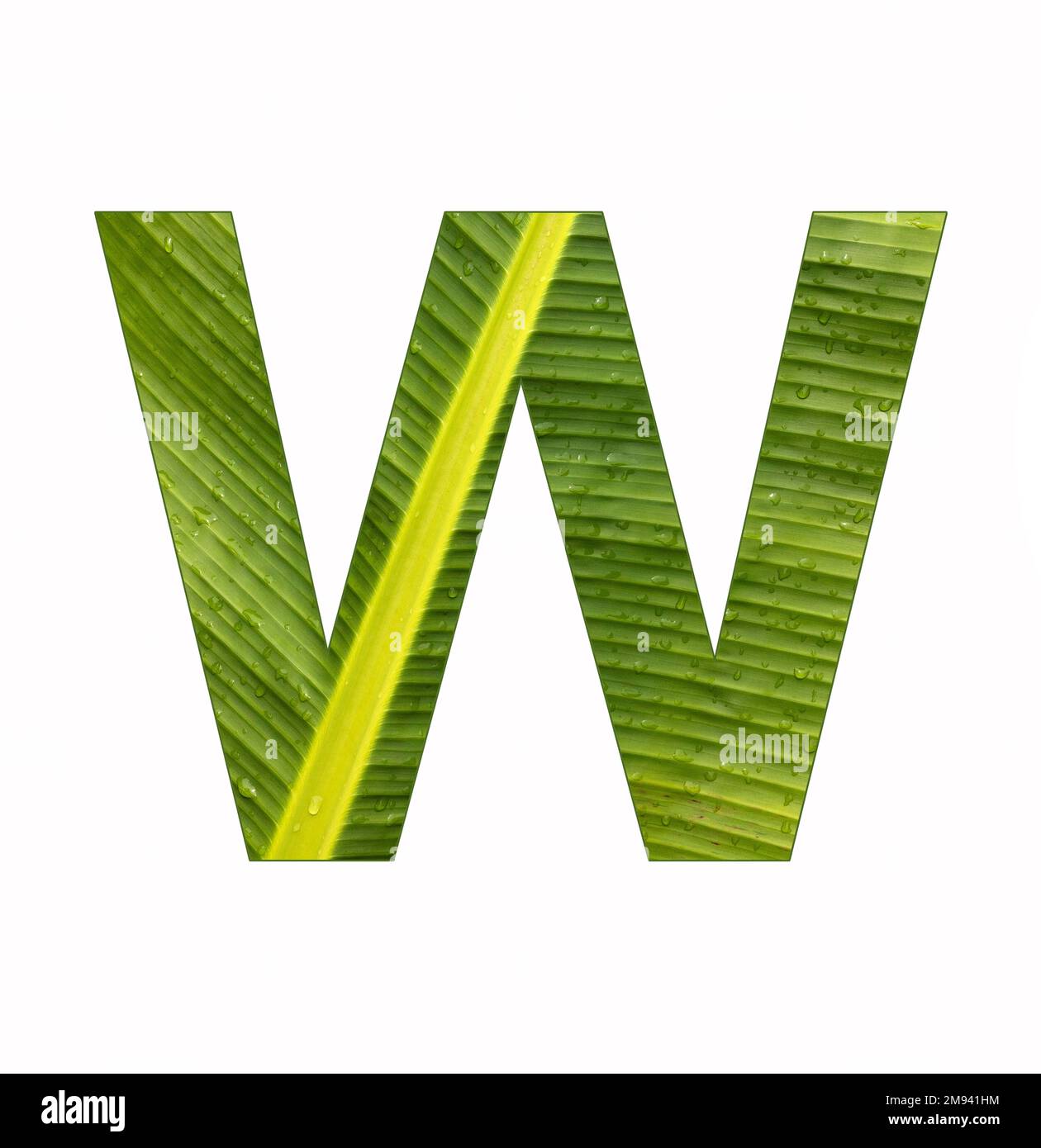 Alphabet Letter W - Banana plant leaf background Stock Photo - Alamy
