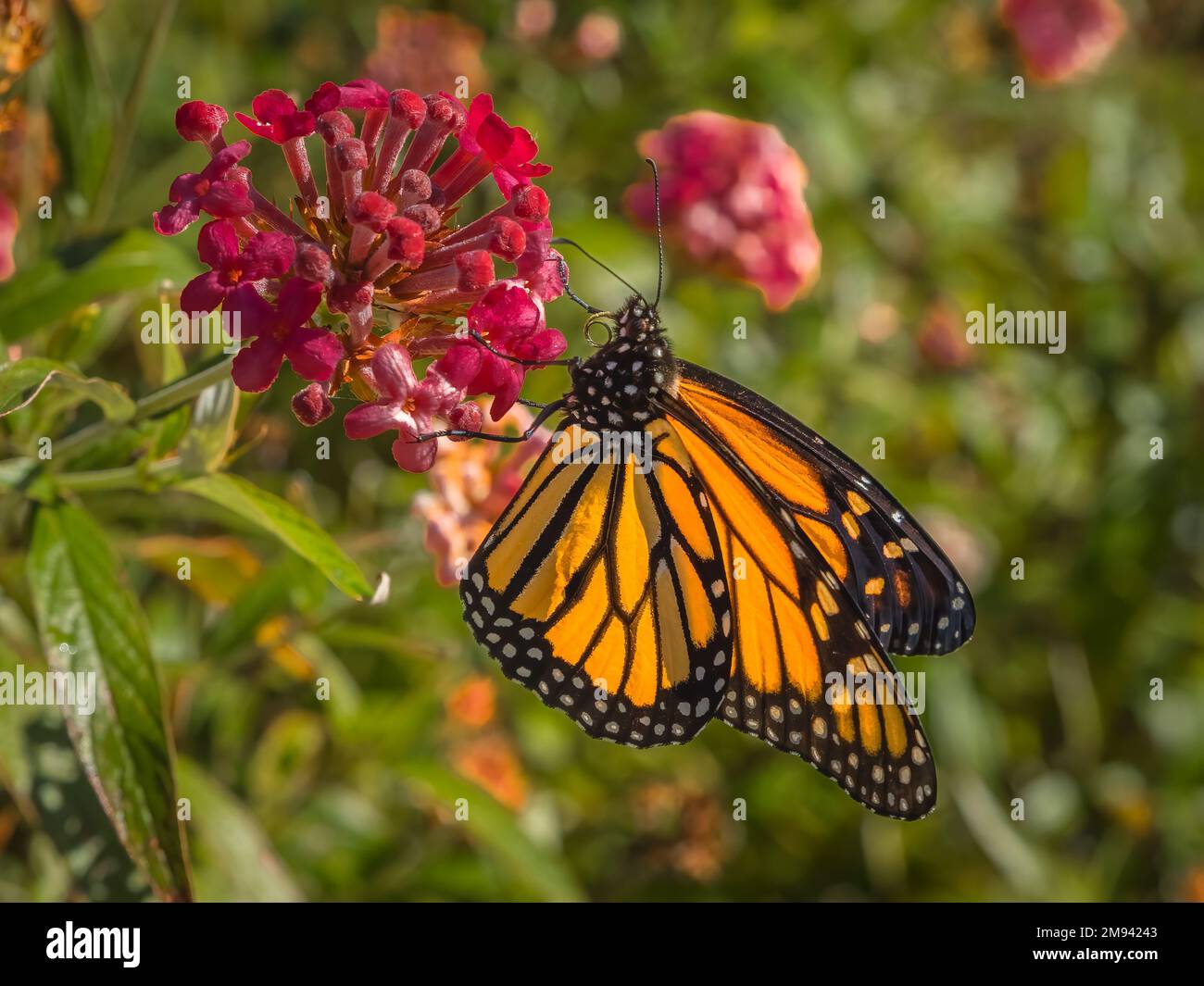 Pretty betsy hi-res stock photography and images - Alamy