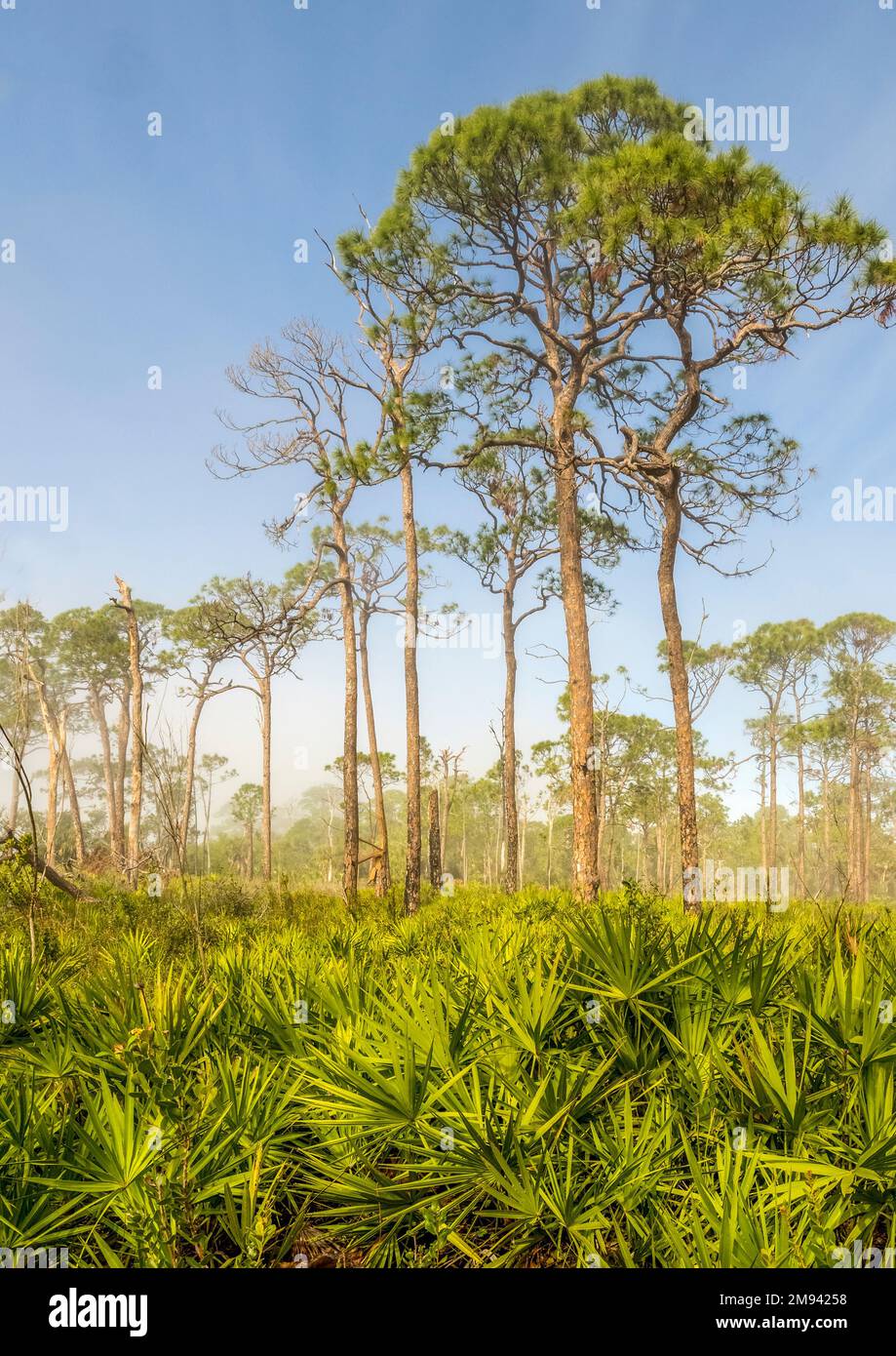 Pine trees and Saw Palmetto in Lemon Bay Park in Englewood Florida USA ...