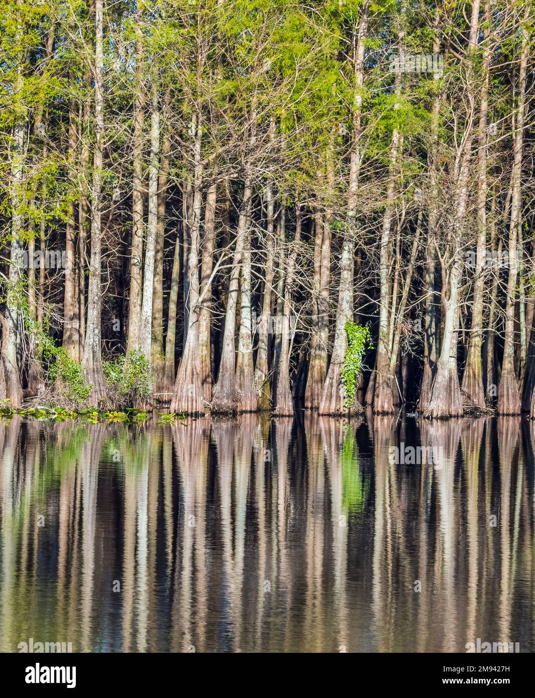 Cypress trees reflecting in water in Six Mile Cypress Slough Preserve ...