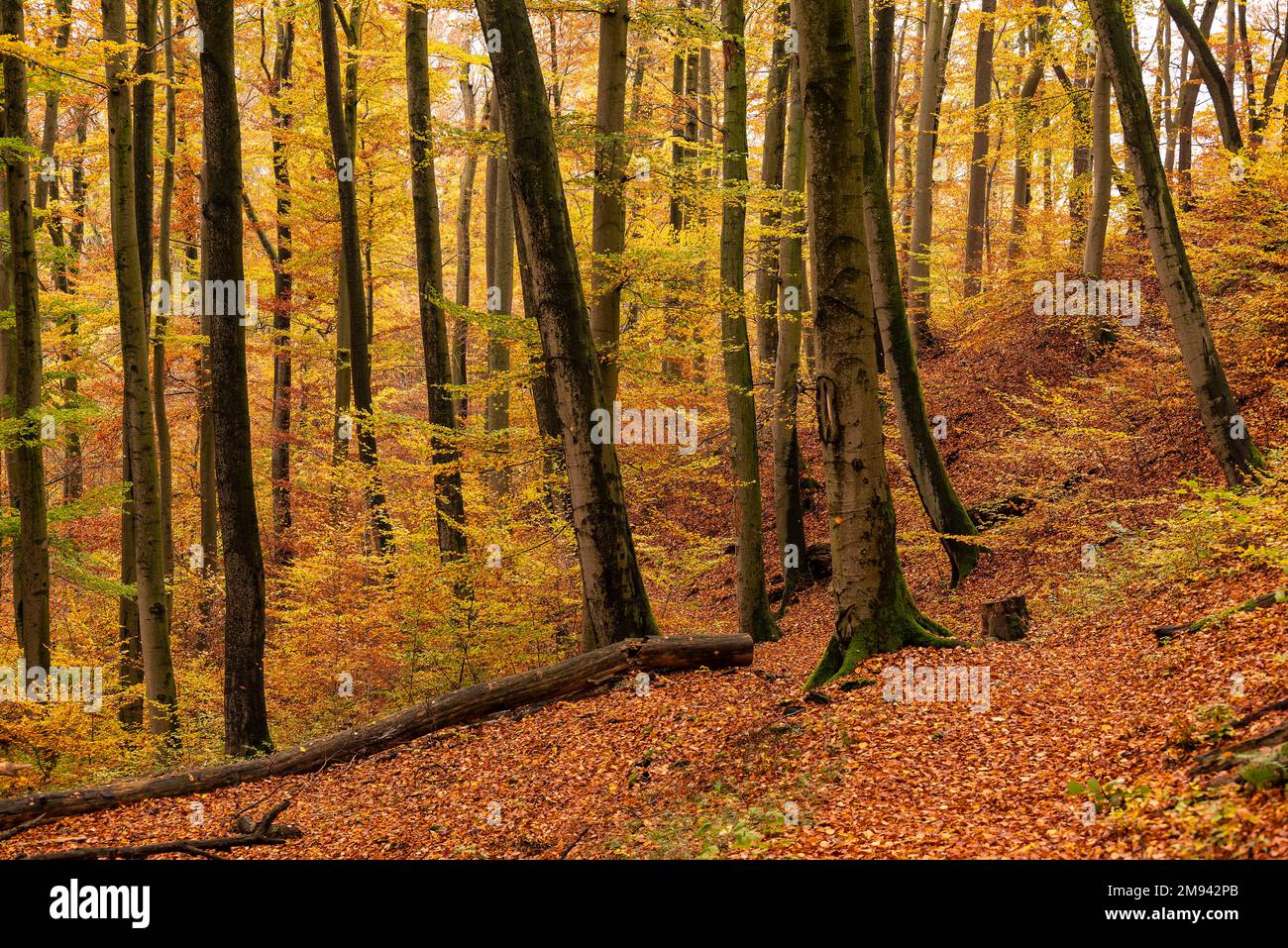Beautiful autumn forest landscape with huge beech trees and fall ...